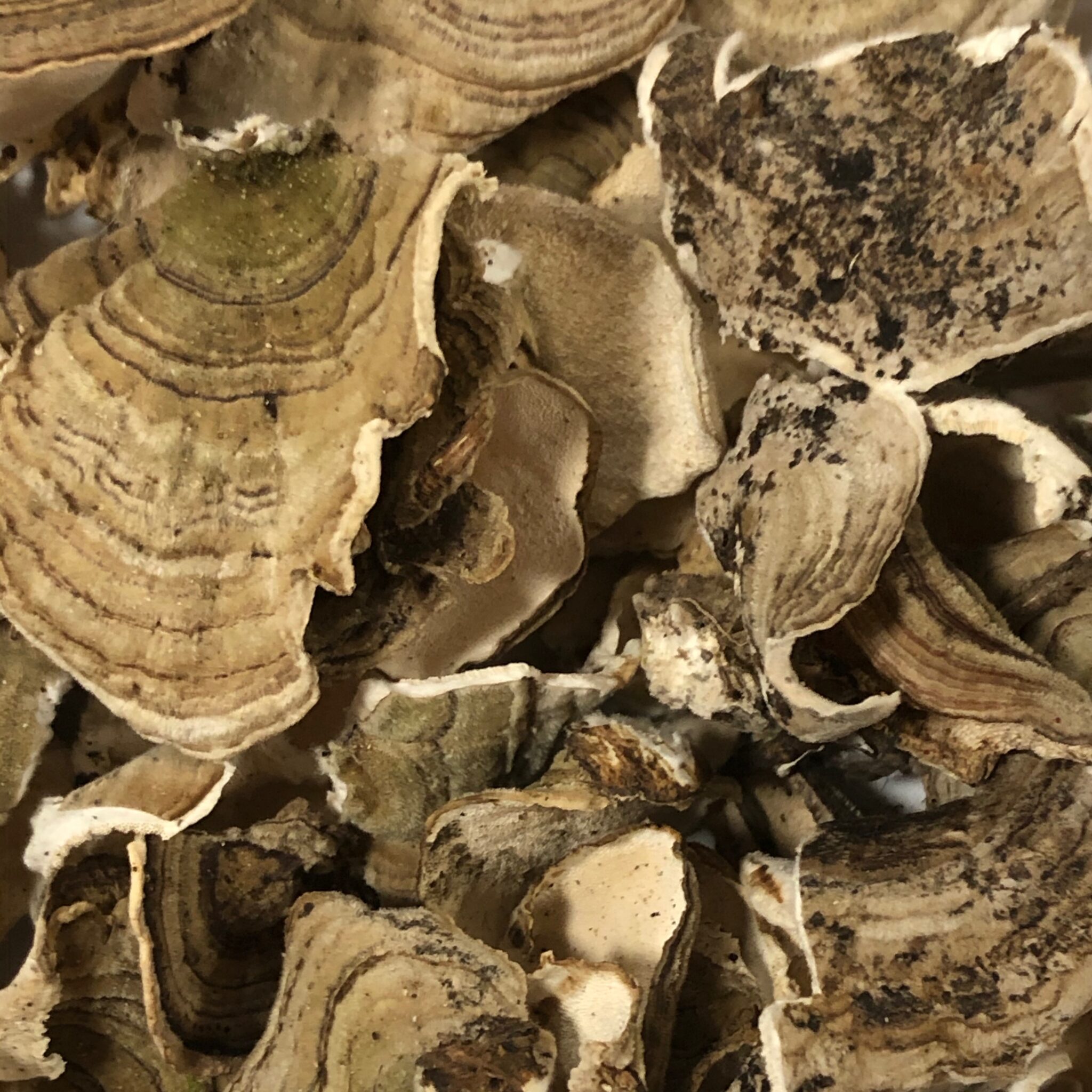 Turkey Tail, Wild Harvested | Living Earth Herbs – Organic Bulk Herbs ...
